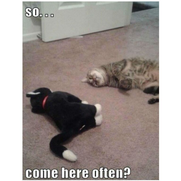 65 of the Best Cat Memes That Show Who’s the Real Boss | Inspirationfeed