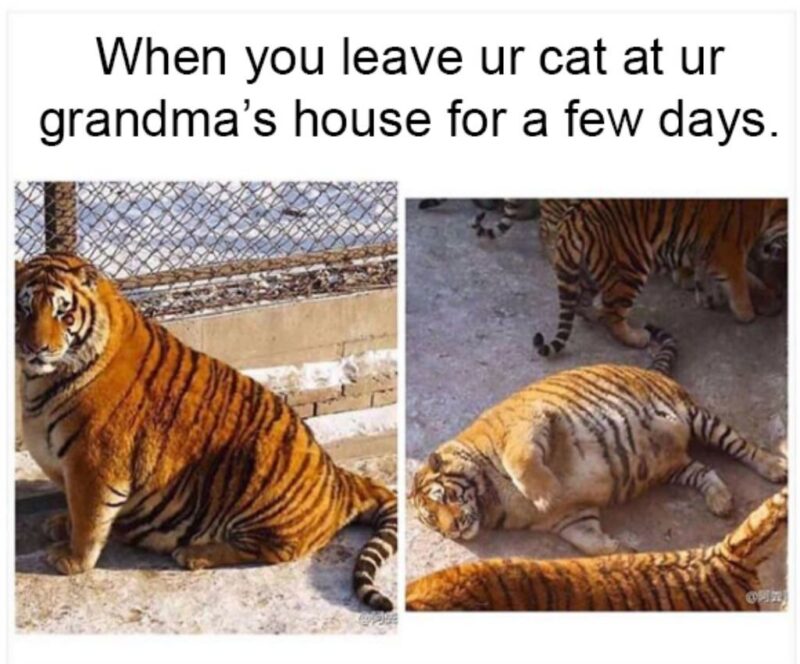 65 of the Best Cat Memes That Show Who’s the Real Boss | Inspirationfeed
