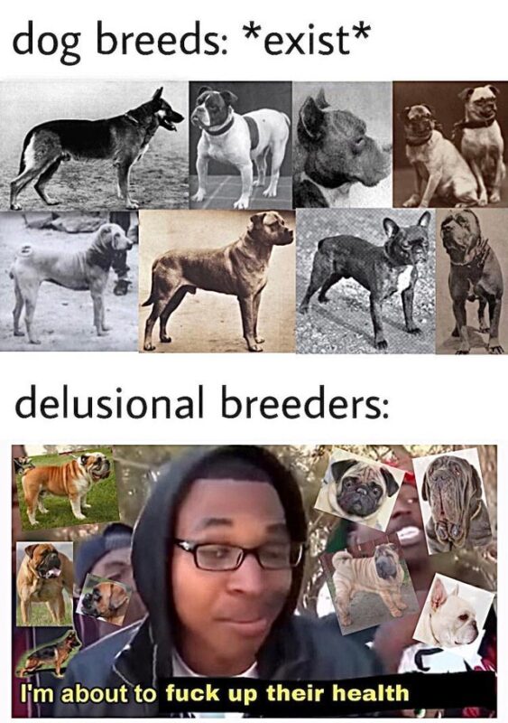 35 Awesome Dog Memes To Share with Fellow Dog Lovers | Inspirationfeed