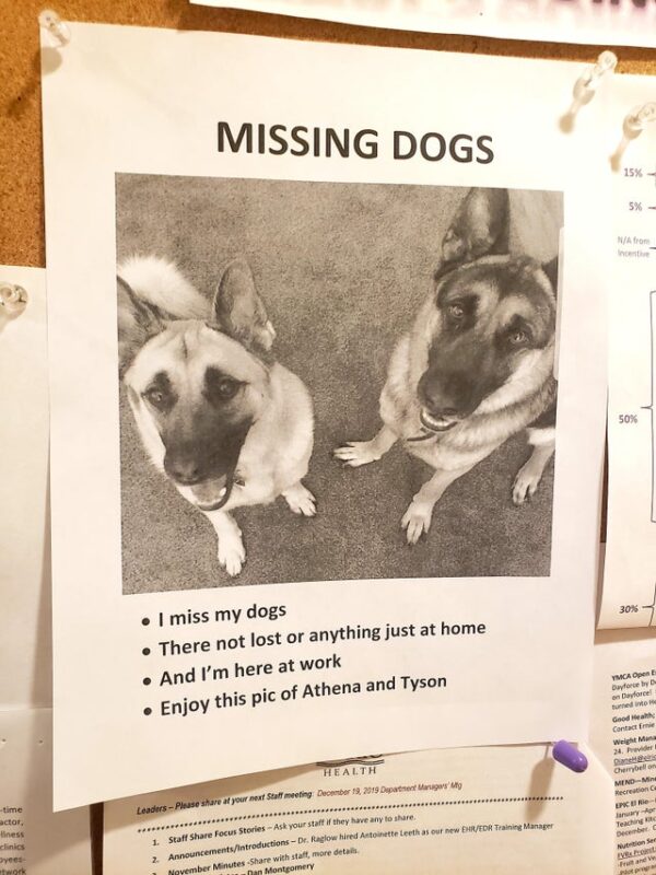 35 Awesome Dog Memes To Share with Fellow Dog Lovers | Inspirationfeed