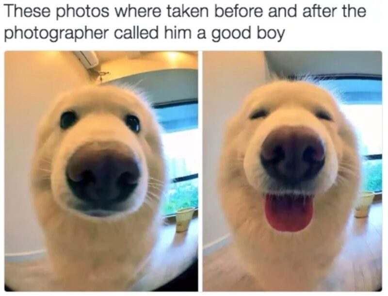 35 Awesome Dog Memes To Share with Fellow Dog Lovers | Inspirationfeed