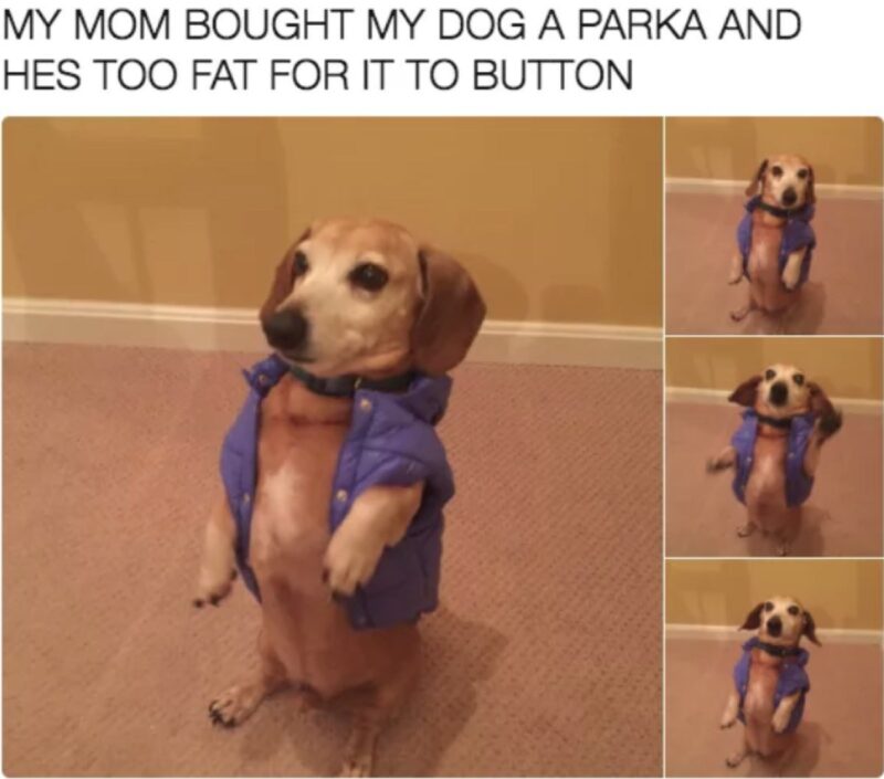 35 Awesome Dog Memes To Share with Fellow Dog Lovers | Inspirationfeed