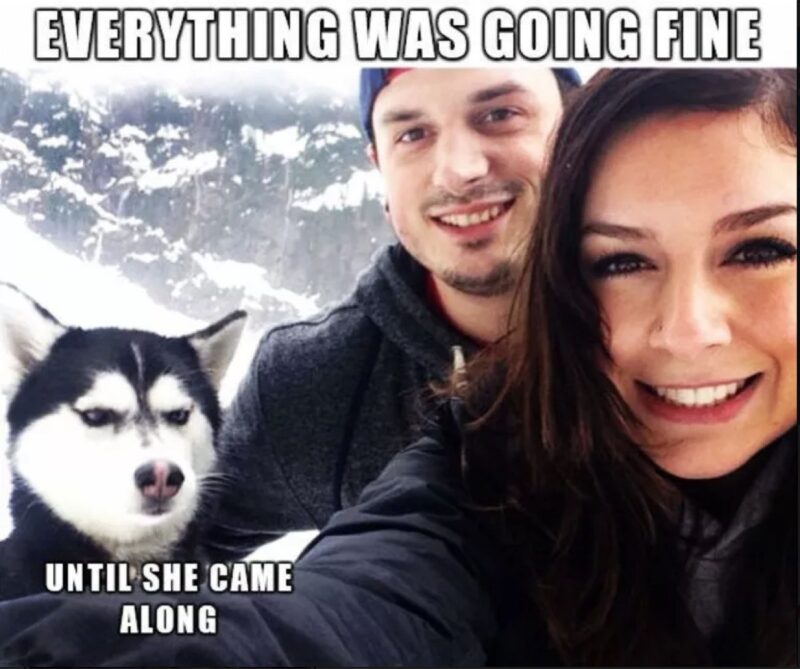 35 Awesome Dog Memes To Share with Fellow Dog Lovers | Inspirationfeed