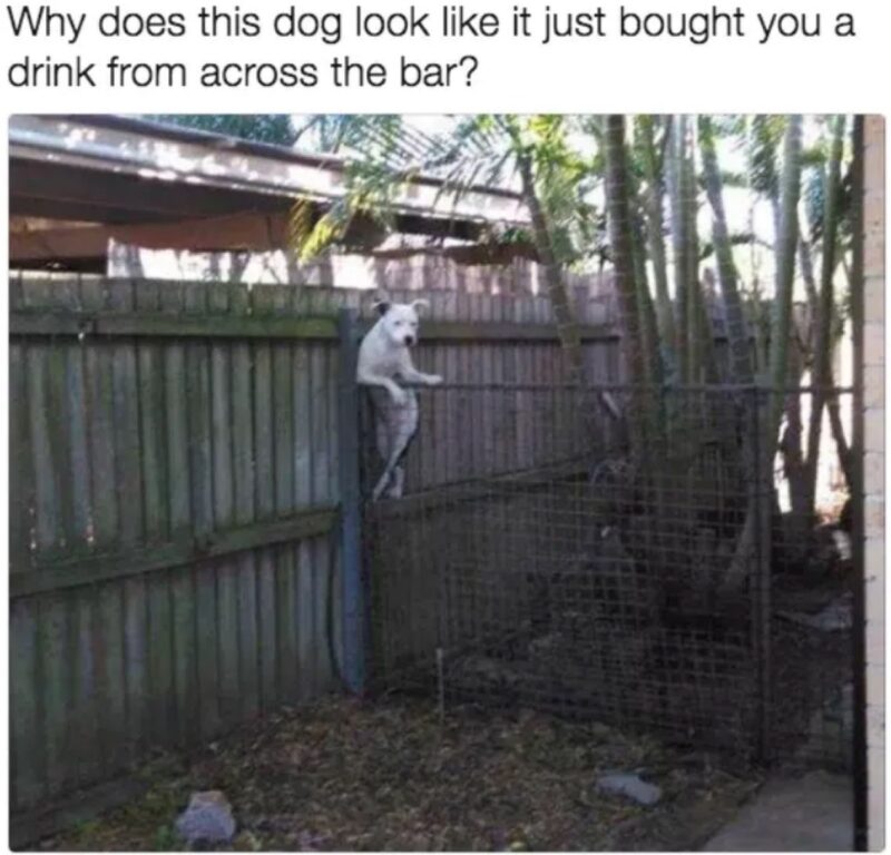 35 Awesome Dog Memes To Share with Fellow Dog Lovers | Inspirationfeed