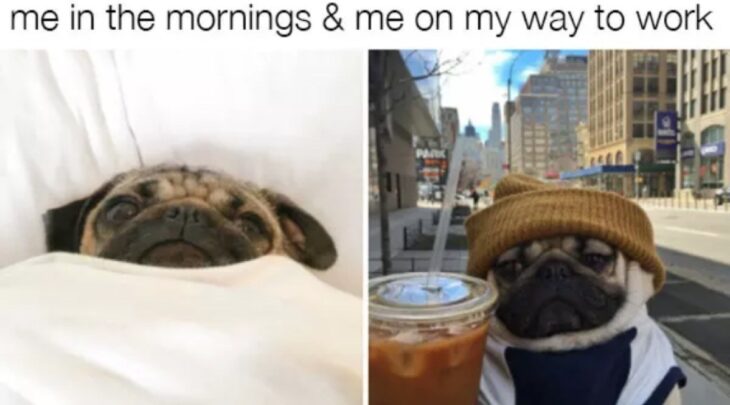 35 Awesome Dog Memes To Share with Fellow Dog Lovers | Inspirationfeed