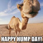 45 Hump Day Memes To Get You Through The Rest of the Week | Inspirationfeed