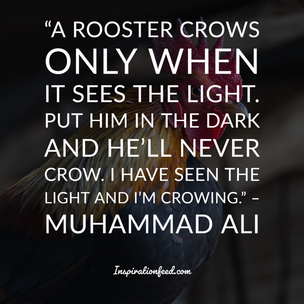 64 Muhammad Ali Quotes on Life and Success | Inspirationfeed