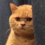 55 Perfect Reaction Meme Replies Your Can Use | Inspirationfeed