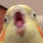 55 Perfect Reaction Meme Replies Your Can Use | Inspirationfeed