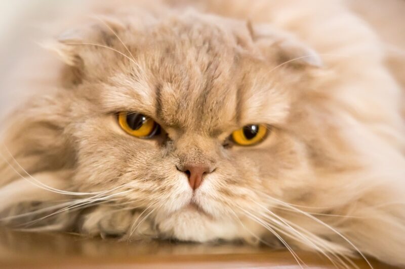 65 of the Best Cat Memes That Show Who’s the Real Boss | Inspirationfeed
