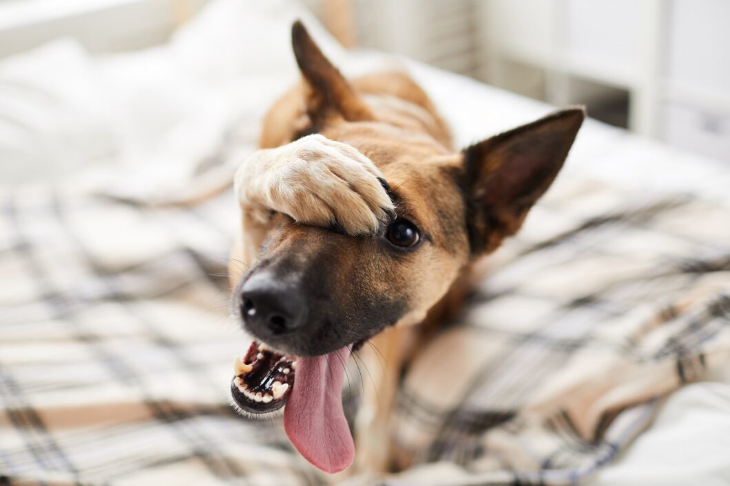 35 Awesome Dog Memes To Share with Fellow Dog Lovers | Inspirationfeed