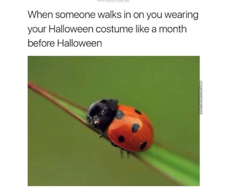 60+ Hilarious Halloween Memes | Inspirationfeed