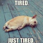 71 Funniest Pregnancy Memes On The Web | Inspirationfeed