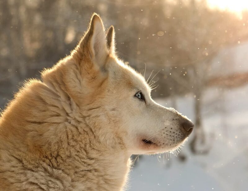 60 Strong Wolf Quotes and Sayings To Awaken Your Inner Animal ...