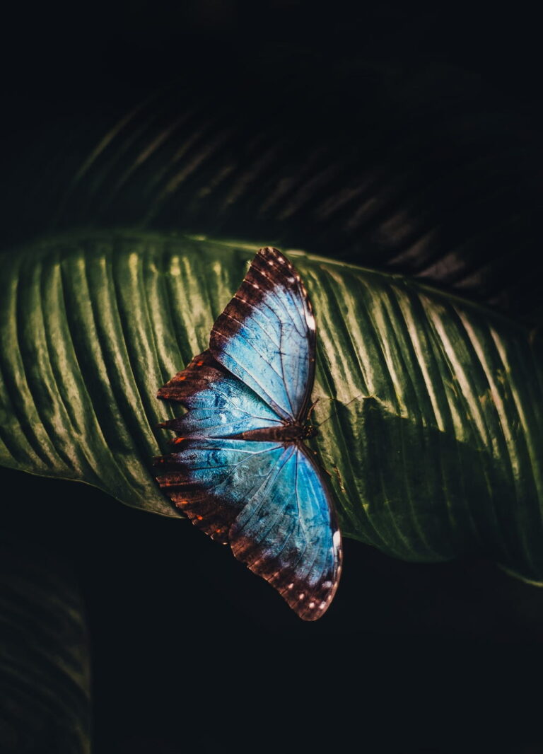 60 Wise Butterfly Quotes To Accompany You on Your Transformation ...