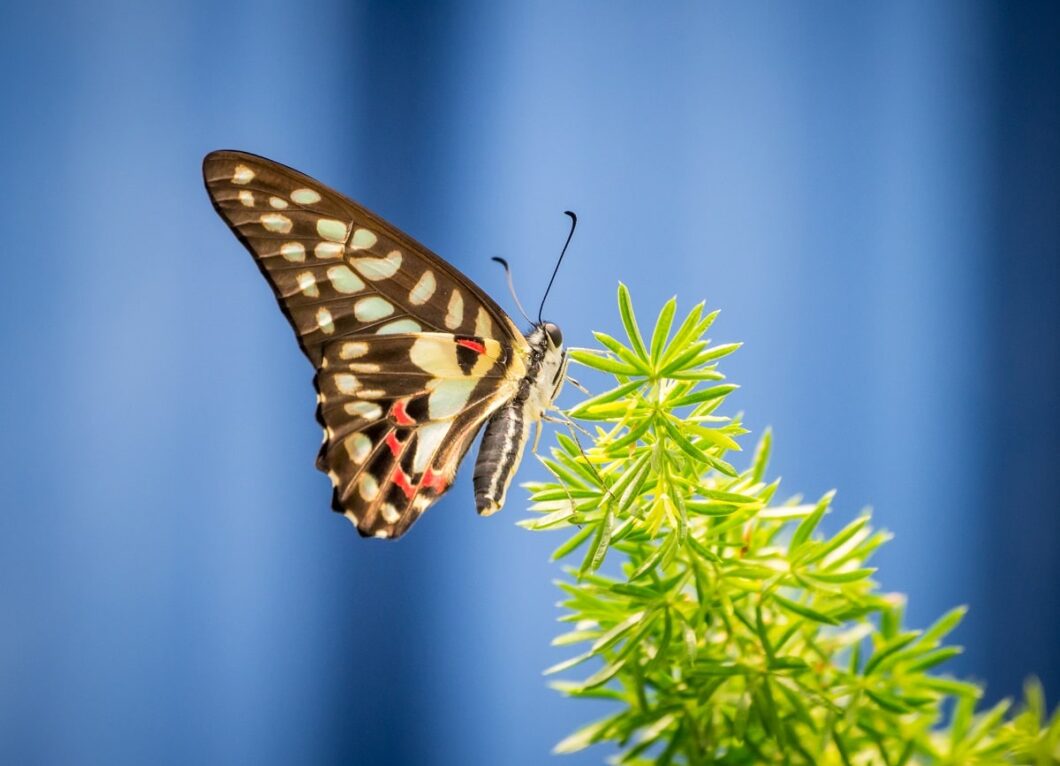 70 Amazing Butterfly Facts You Didn't Know | Inspirationfeed