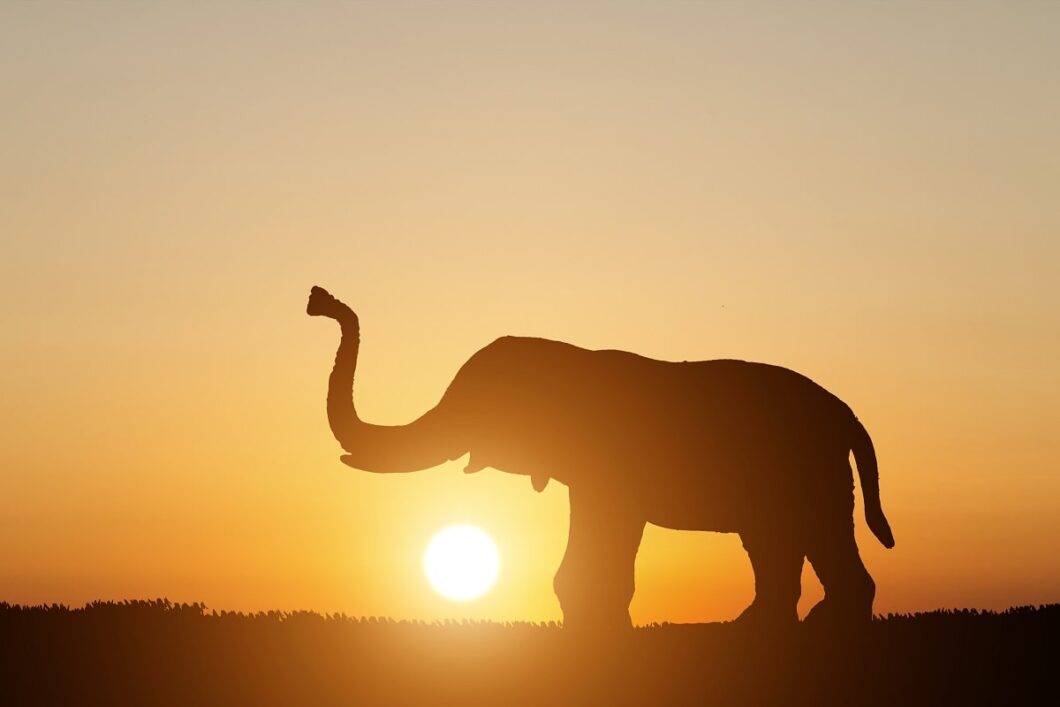50 Inspirational Elephant Quotes That Will Touch Your Spirit ...