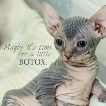 20 Hilarious Botox Memes That Show What Happens When It Kicks In ...