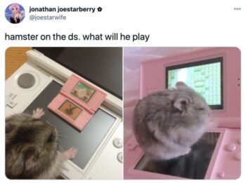 25 Adorable Hamster Memes That Will Surely Brighten Your Day ...
