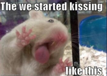 25 Adorable Hamster Memes That Will Surely Brighten Your Day ...