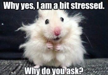 25 Adorable Hamster Memes That Will Surely Brighten Your Day ...