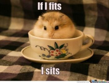 25 Adorable Hamster Memes That Will Surely Brighten Your Day ...
