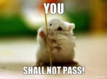 25 Adorable Hamster Memes That Will Surely Brighten Your Day ...