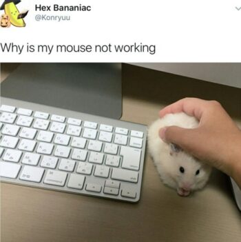 25 Adorable Hamster Memes That Will Surely Brighten Your Day ...