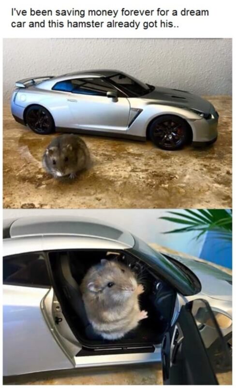 25 Adorable Hamster Memes That Will Surely Brighten Your Day ...