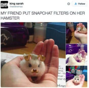25 Adorable Hamster Memes That Will Surely Brighten Your Day ...