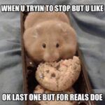 25 Adorable Hamster Memes That Will Surely Brighten Your Day ...