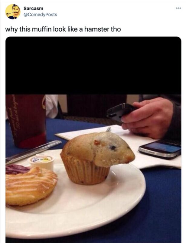 25 Adorable Hamster Memes That Will Surely Brighten Your Day ...