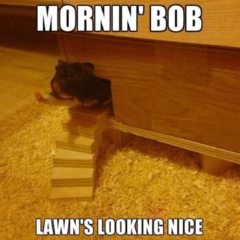 25 Adorable Hamster Memes That Will Surely Brighten Your Day ...