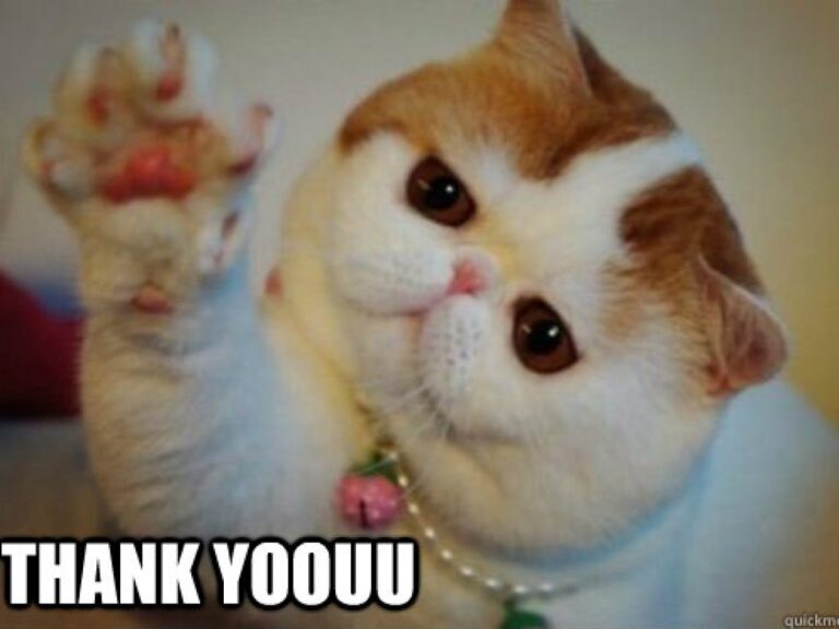 45 Hysterical Thank You Memes To Express Your Appreciation | Inspirationfeed