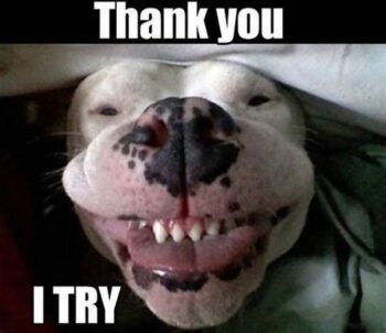 45 Hysterical Thank You Memes To Express Your Appreciation ...