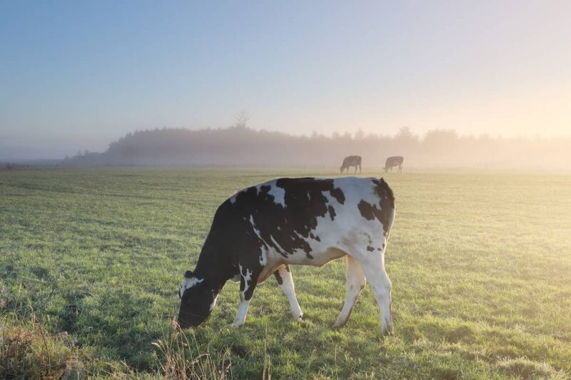 10 Fun Ways To Draw A Cow (Step-By-Step Tutorials) | Inspirationfeed