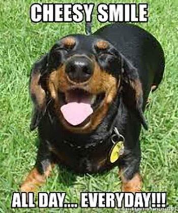 40+ Smile Memes That'll Light Up Your Week | Inspirationfeed