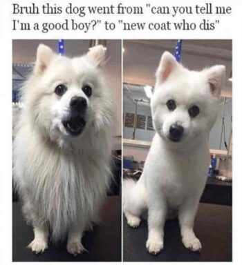 30+ Relatable Bruh Memes | Inspirationfeed