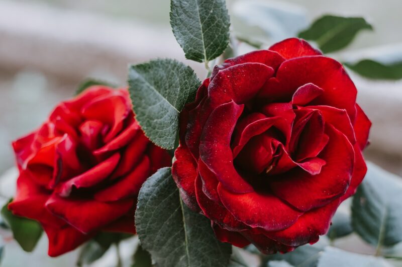 45+ Nostalgic Roses Are Red, Violets Are Blue Poems | Inspirationfeed