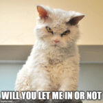 30+ Dank Let Me In Memes | Inspirationfeed