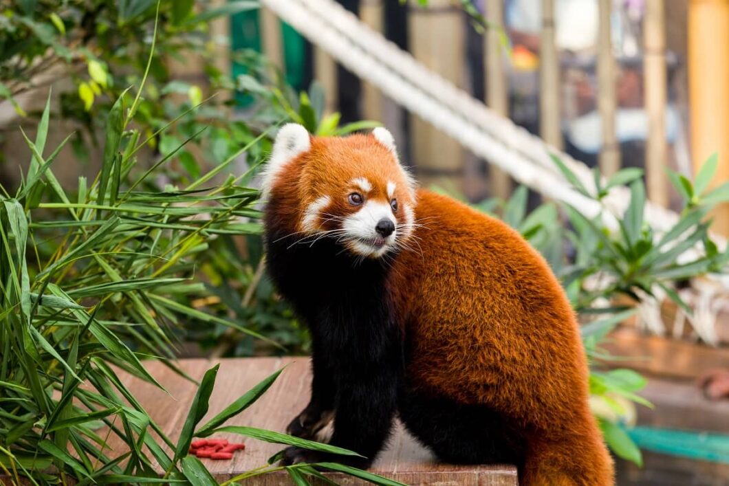 30 Remarkable Red Panda Facts That Will Blow Your Mind | Inspirationfeed