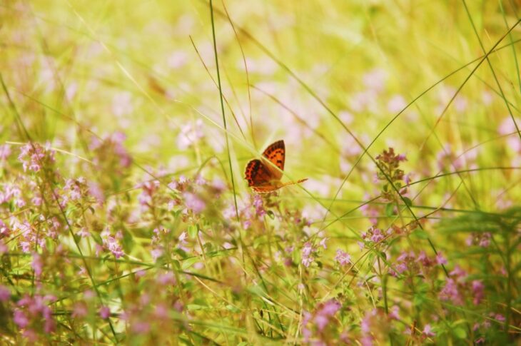 70 Amazing Butterfly Facts You Didn't Know | Inspirationfeed