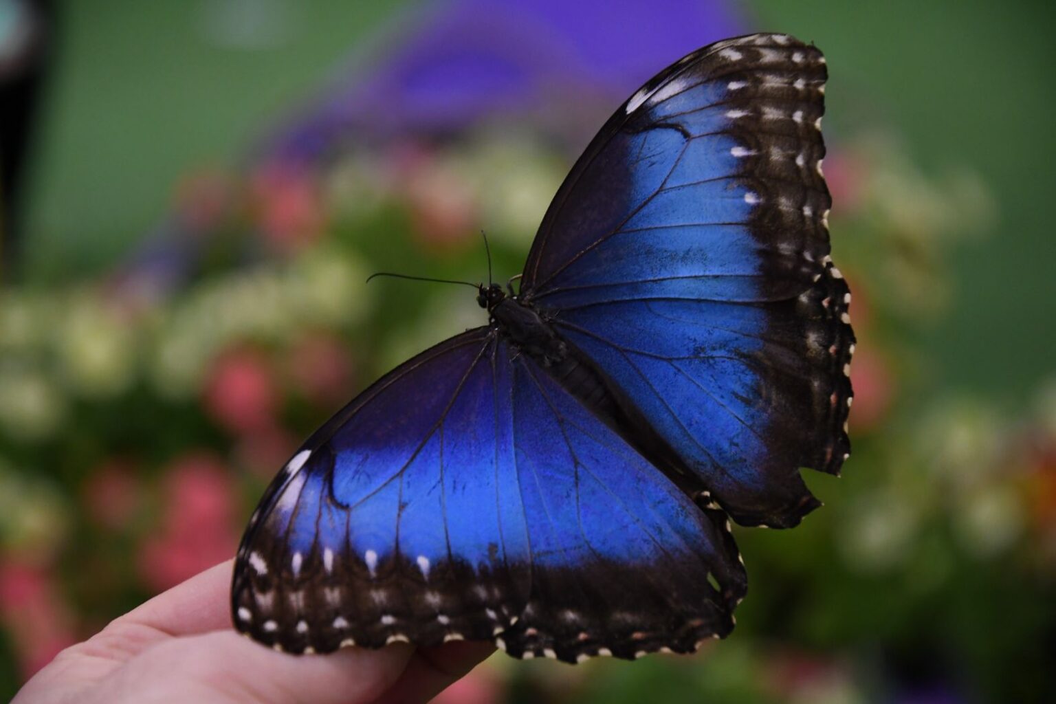 70 Amazing Butterfly Facts You Didn't Know | Inspirationfeed