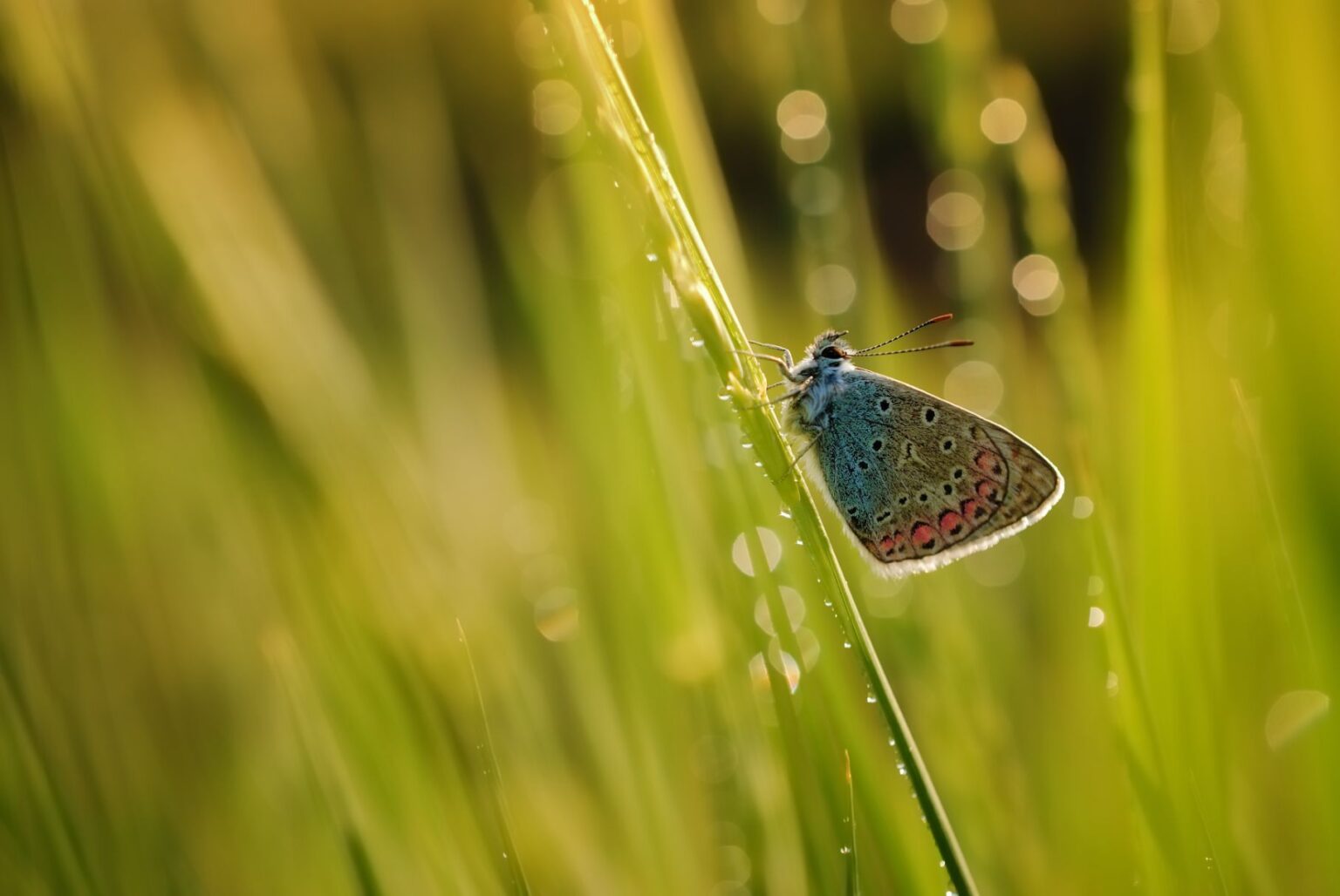 70 Amazing Butterfly Facts You Didn't Know | Inspirationfeed