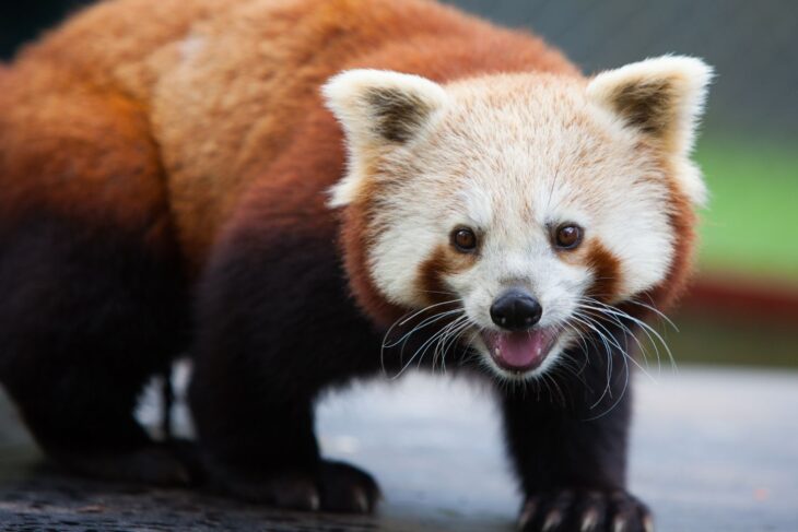 30 Remarkable Red Panda Facts That Will Blow Your Mind | Inspirationfeed