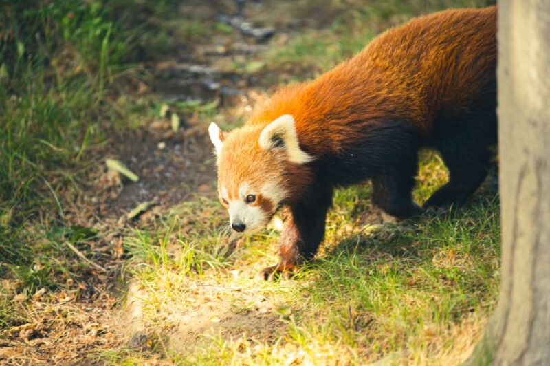 30 Remarkable Red Panda Facts That Will Blow Your Mind | Inspirationfeed