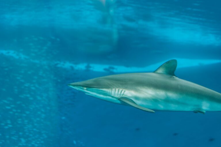 90 Jaw-dropping Shark Facts That You Probably Didn’t Know | Inspirationfeed