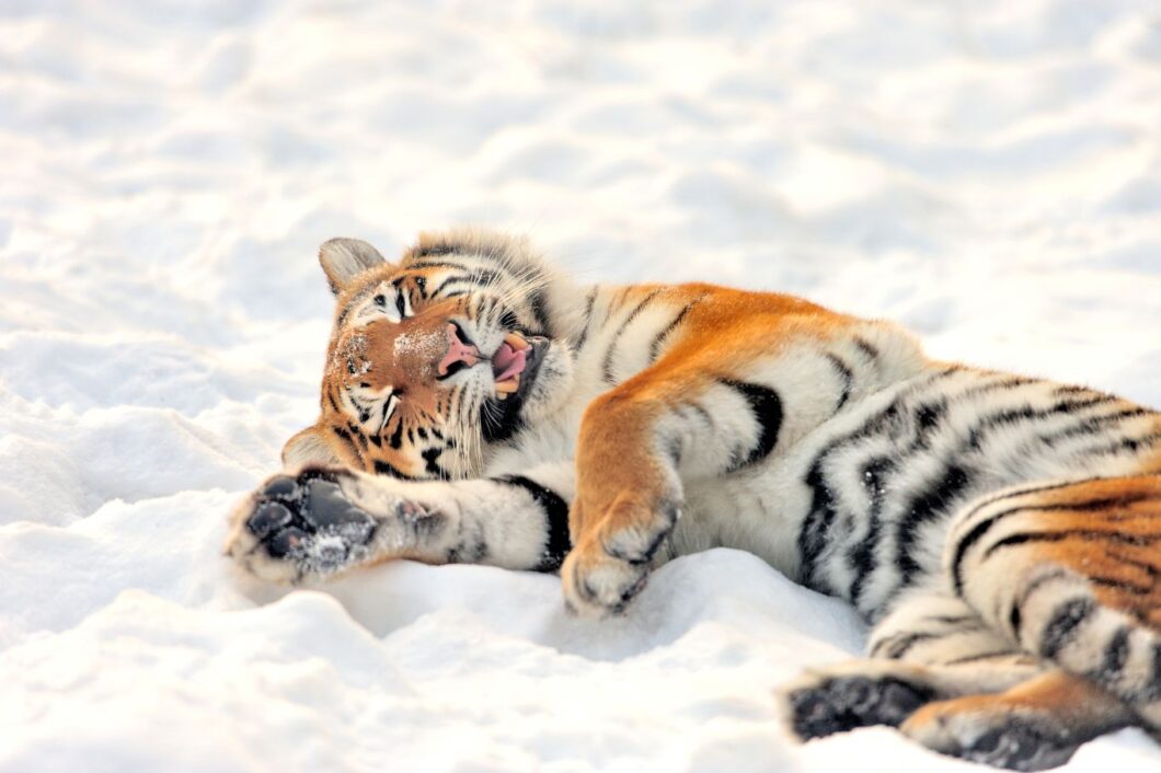 70 Most Astonishing Facts About Tigers | Inspirationfeed
