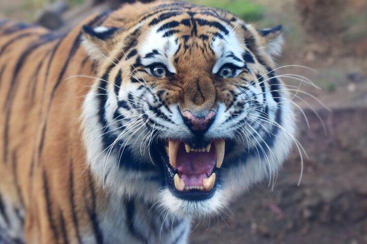 70 Most Astonishing Facts About Tigers | Inspirationfeed
