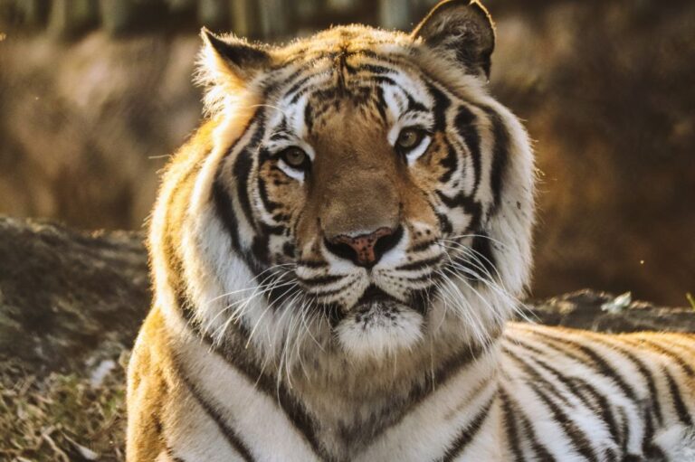 70 Most Astonishing Facts About Tigers | Inspirationfeed